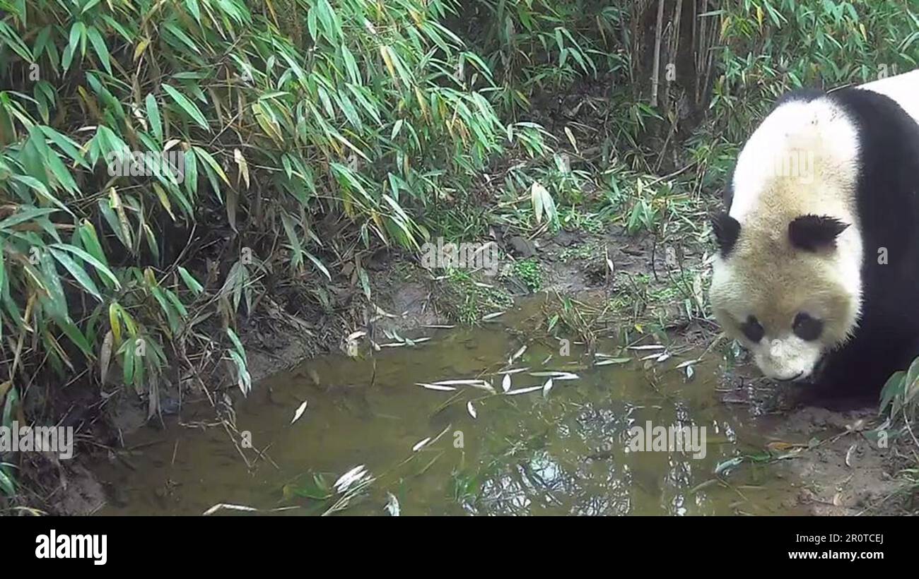 A giant panda is captured by infrared camera at Giant Panda National ...