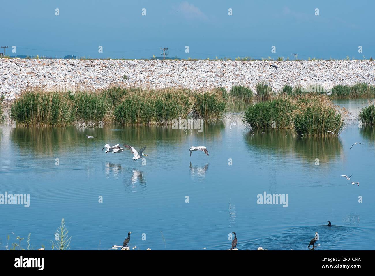 Birds of greece hi-res stock photography and images - Alamy