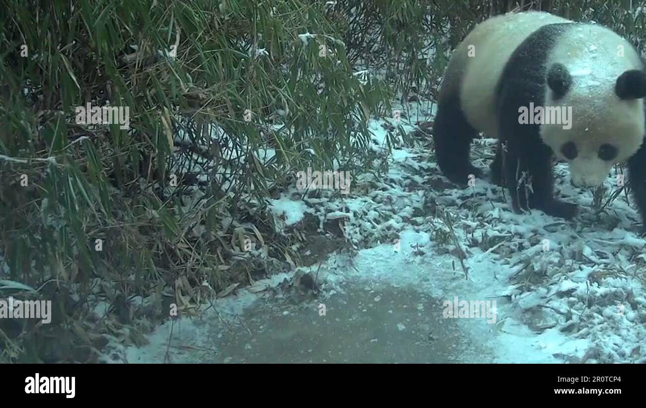 A giant panda is captured by infrared camera at Giant Panda National ...