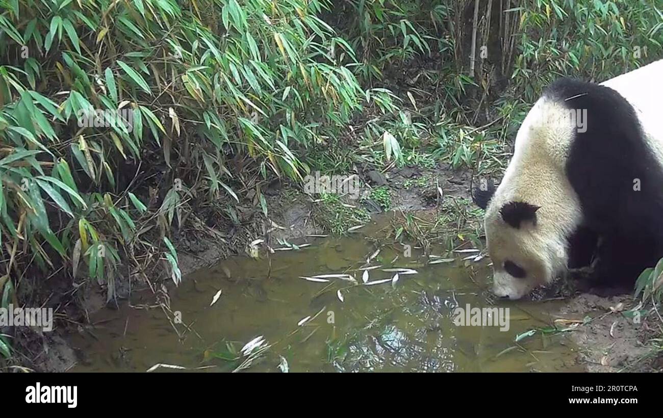 A giant panda is captured by infrared camera at Giant Panda National ...