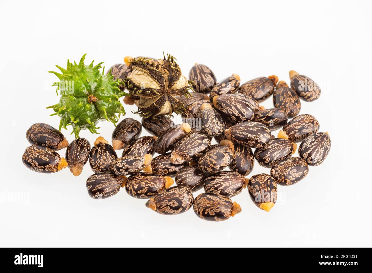 Green and sun-dried seeds of Ricinus communis Stock Photo - Alamy