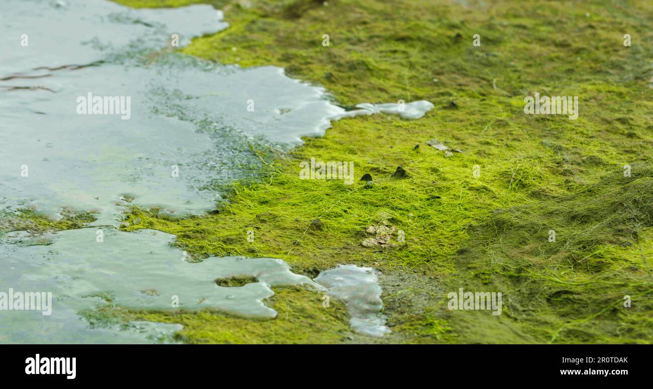 The river gradually rose to the bank, drowning the aquatic plants ...