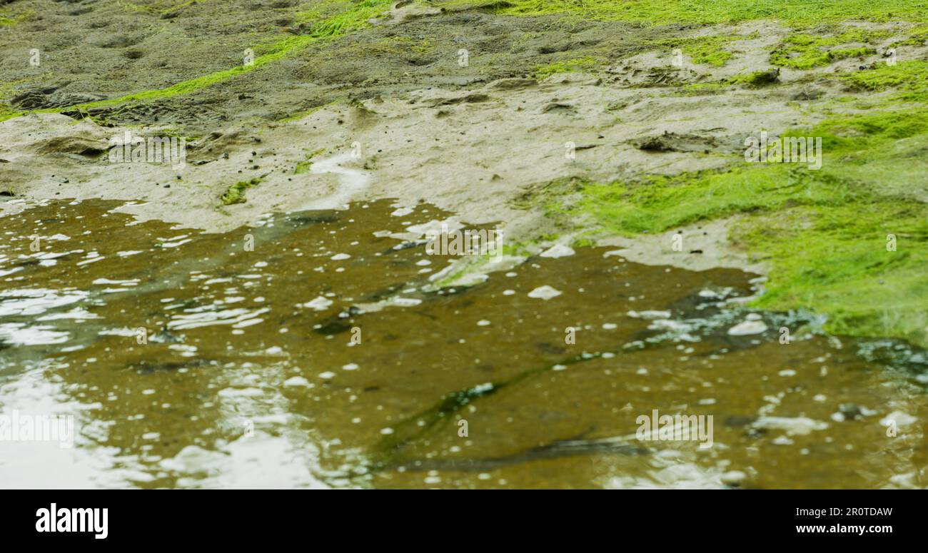 The river gradually rose to the bank, drowning the aquatic plants ...
