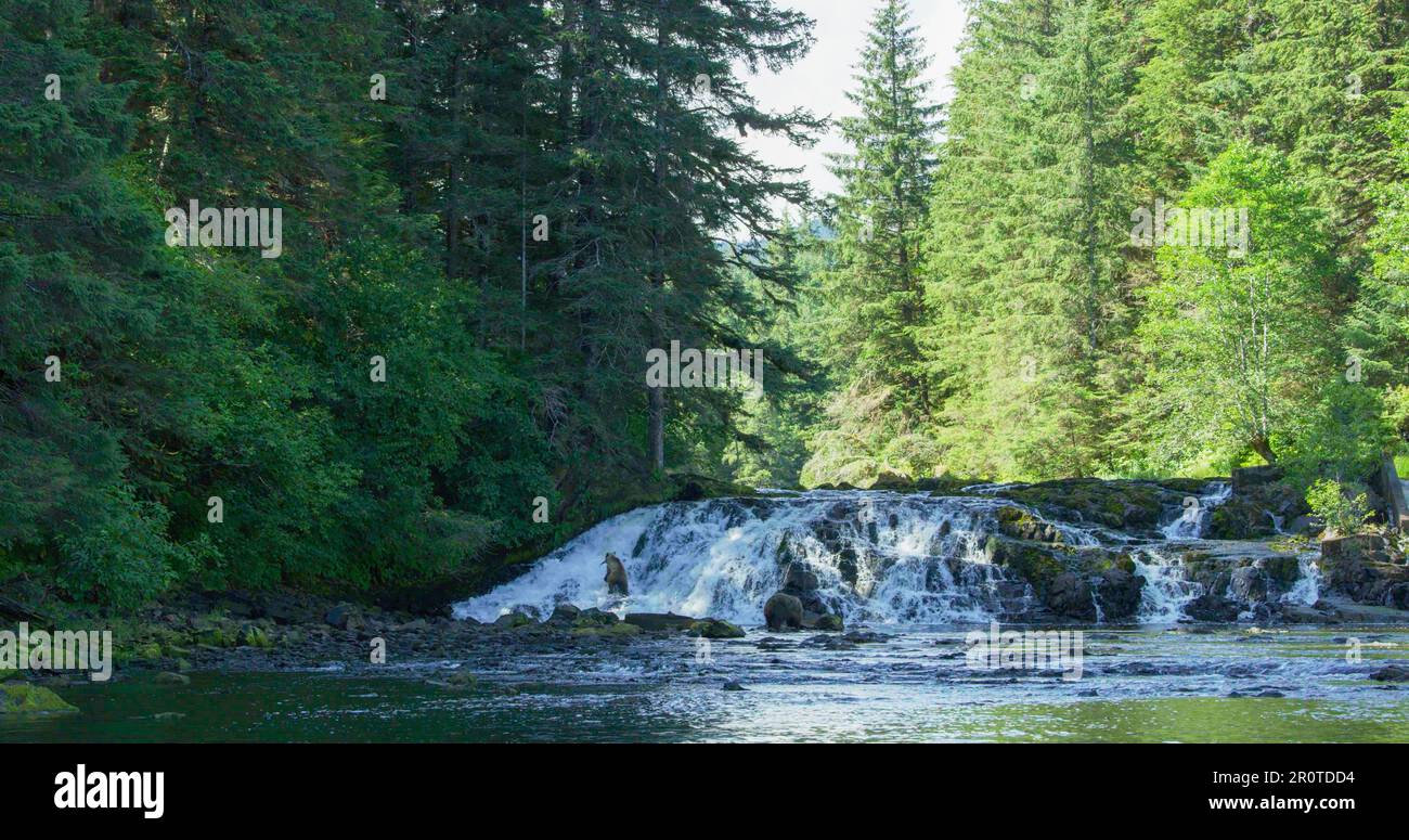 A bear climbed ashore with a fish in its mouth. Another forages in the ...