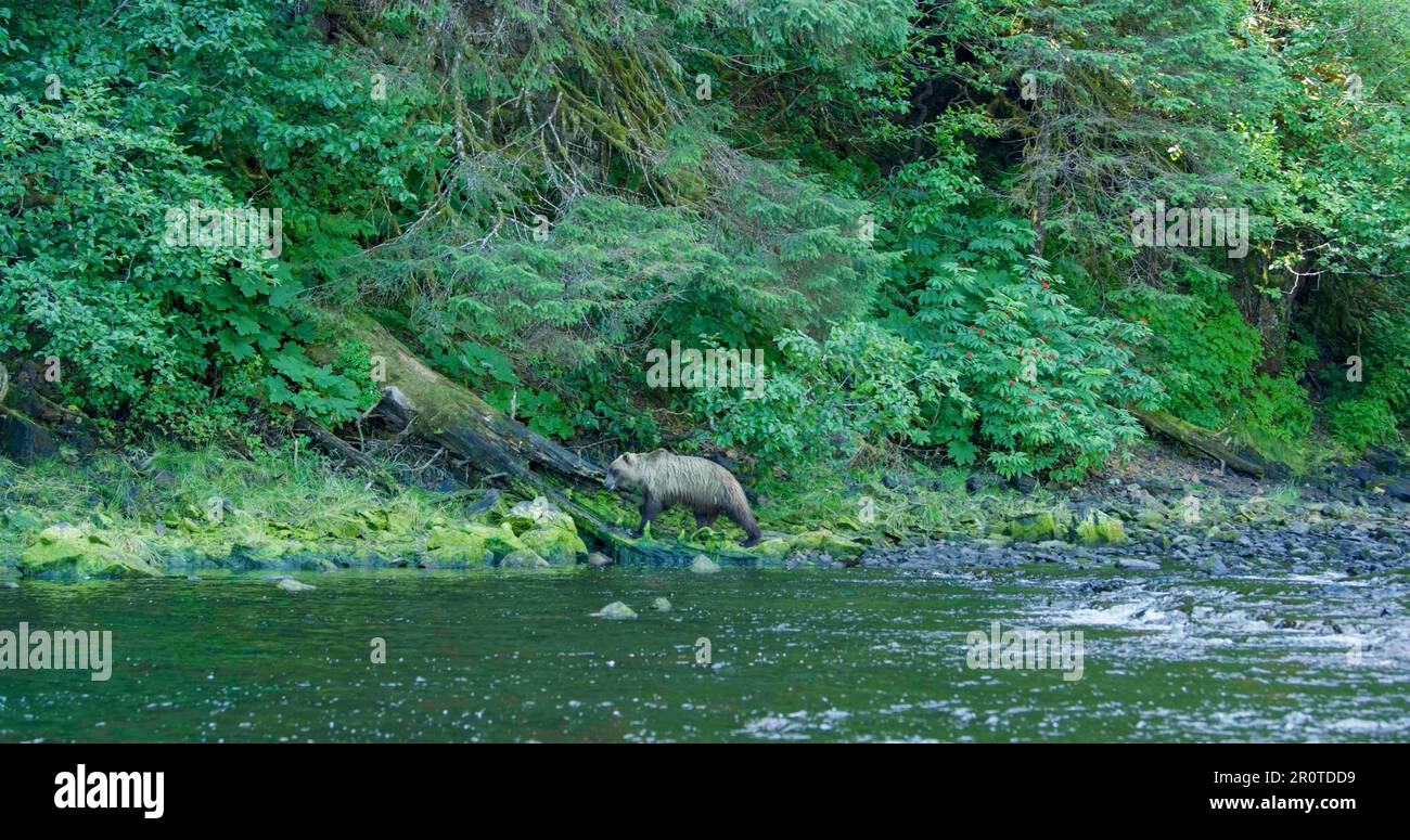 A bear walks along the shore after stepping over a dry tree trunk ...