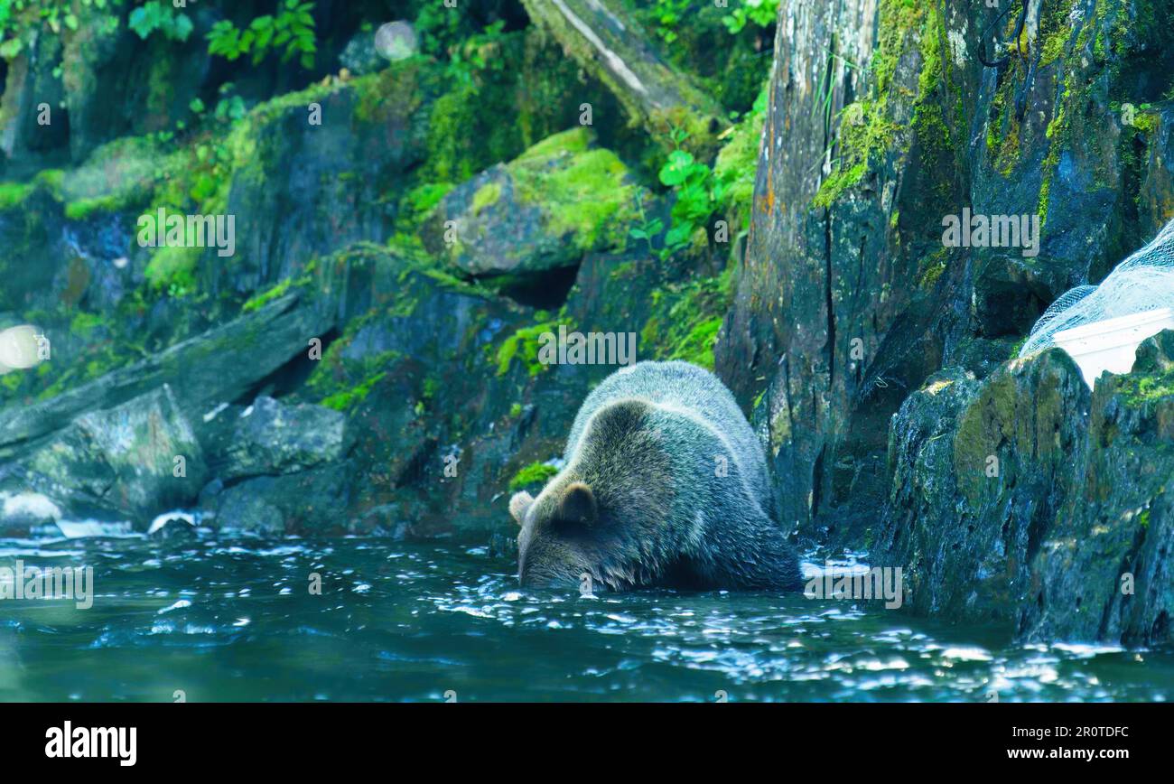 Stuck bear hi-res stock photography and images - Alamy