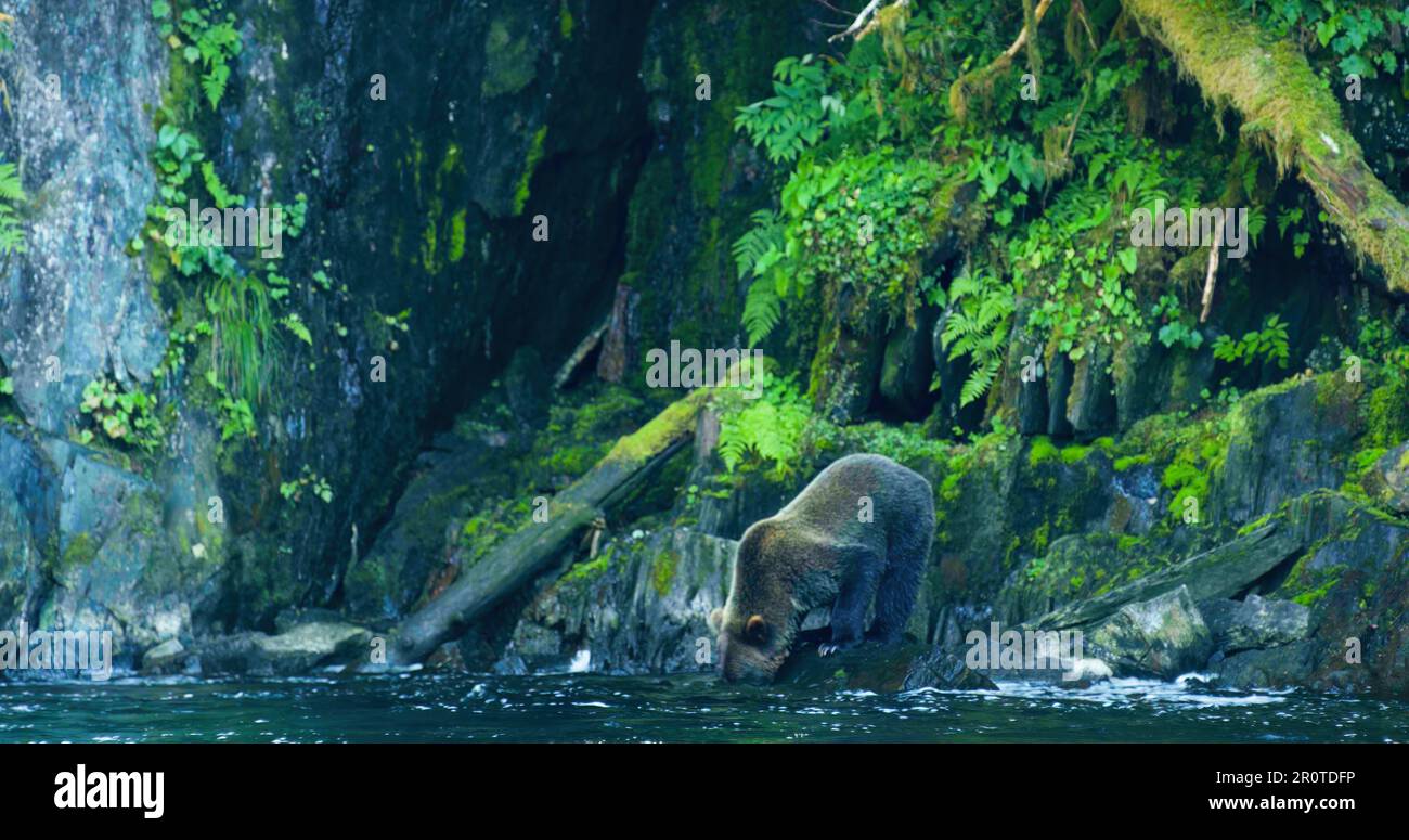 The bear stuck his head into the river looking for fish. Alaska's ...