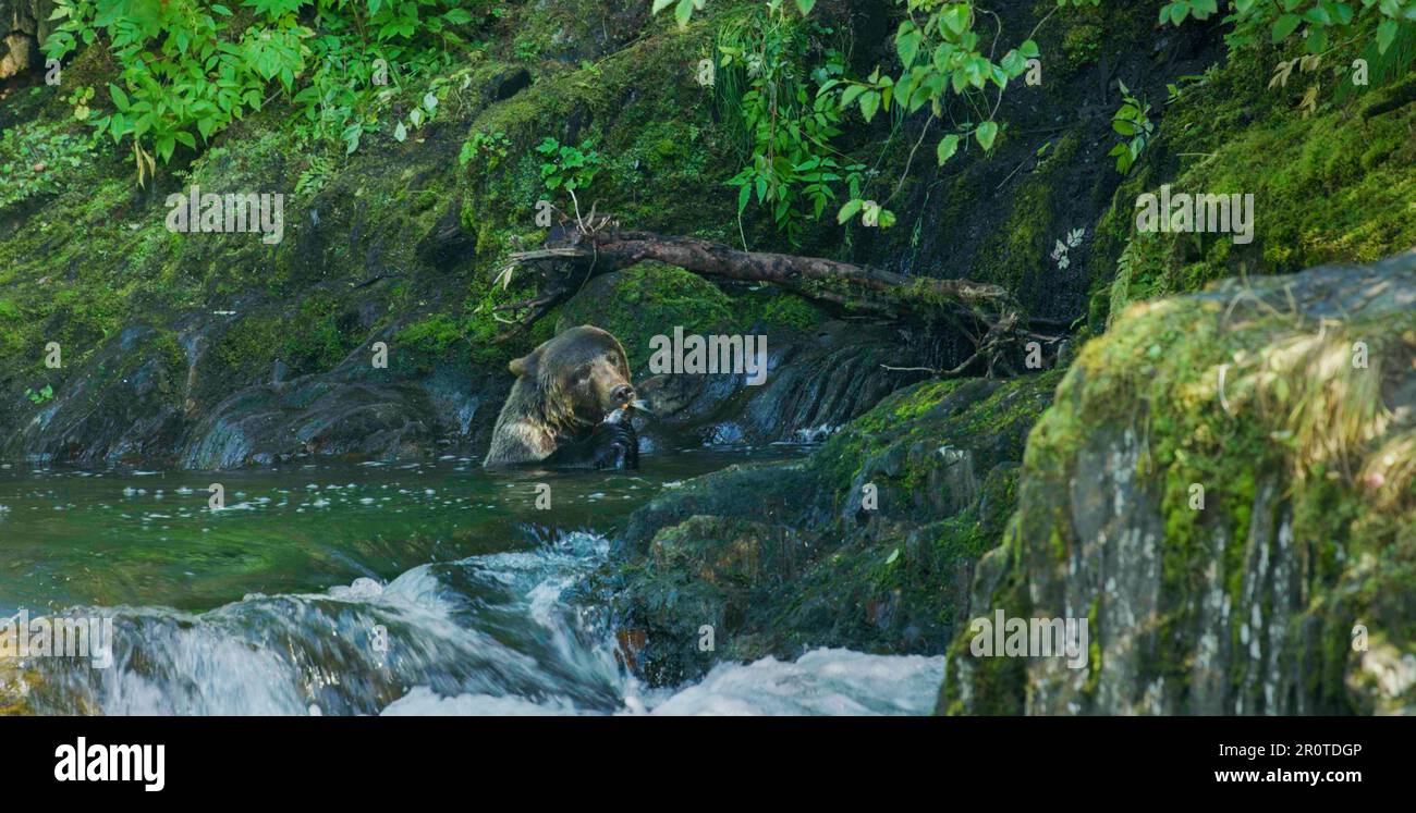 The bear soaks its body in the river and eats the fish. Alaska's ...