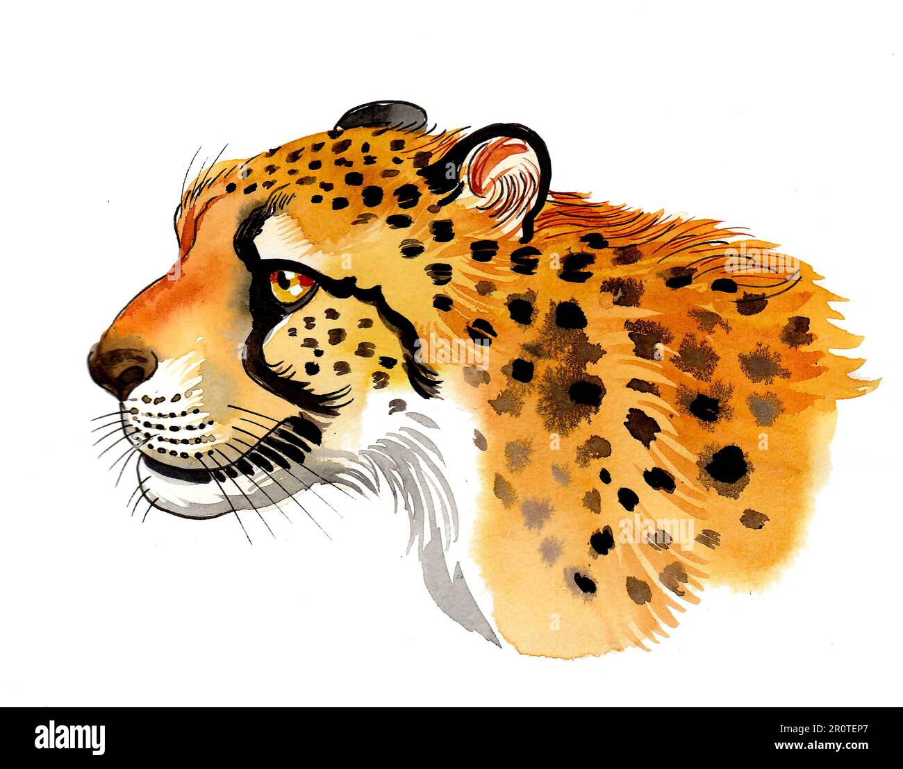 Cheetah Drawings With Color