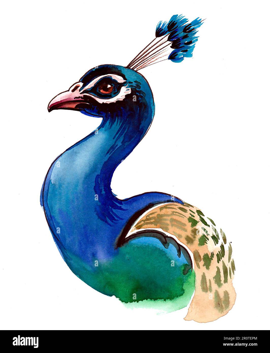 Hand drawn peacock hi-res stock photography and images - Alamy