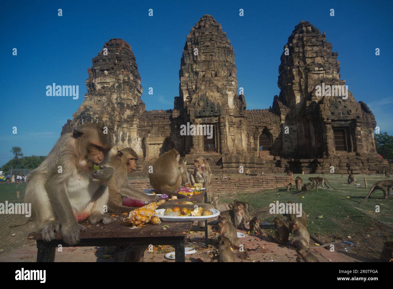 The monkeys enjoy eating many fruits and desserts sweetmeat in Monkey ...