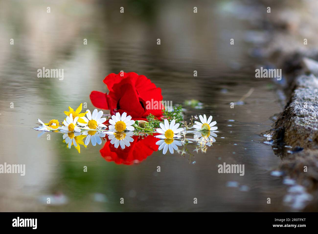 daisy standing on the water and its reflection Stock Photo - Alamy