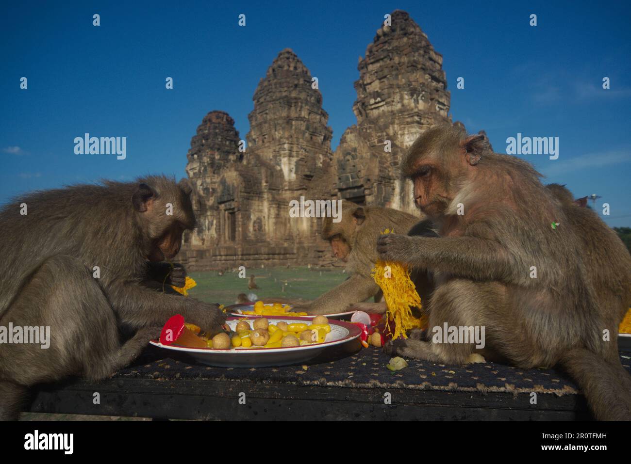 The monkeys enjoy eating many fruits and desserts sweetmeat in Monkey ...