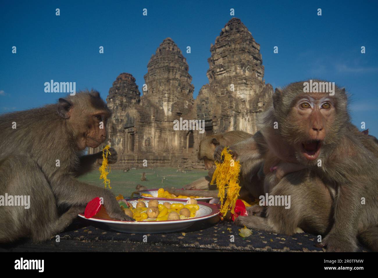 The monkeys enjoy eating many fruits and desserts sweetmeat in Monkey ...