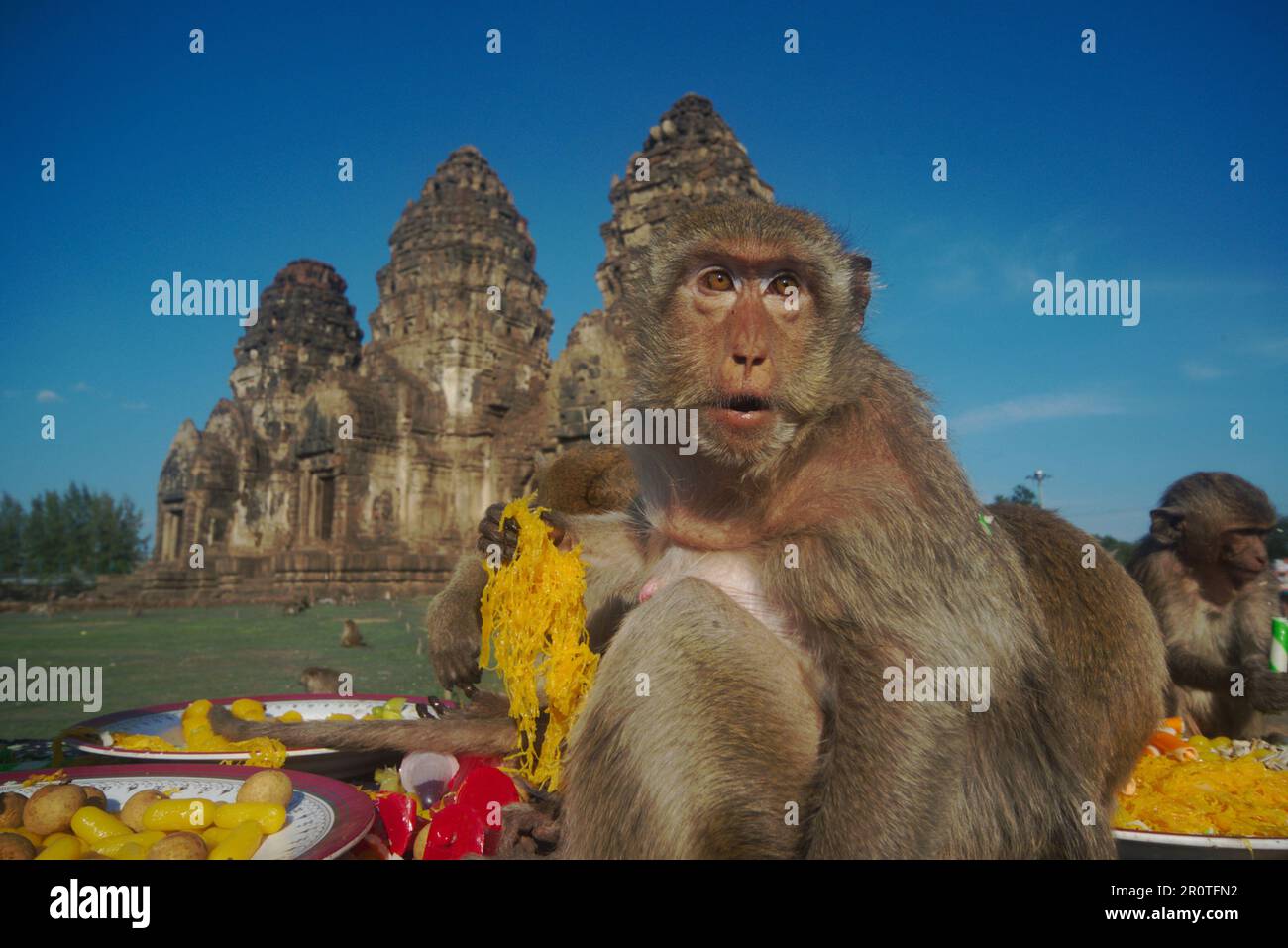 The monkeys enjoy eating many fruits and desserts sweetmeat in Monkey ...