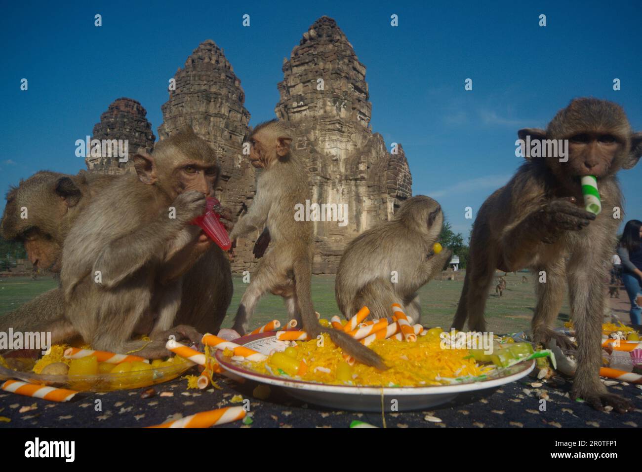 The monkeys enjoy eating many fruits and desserts sweetmeat in Monkey ...