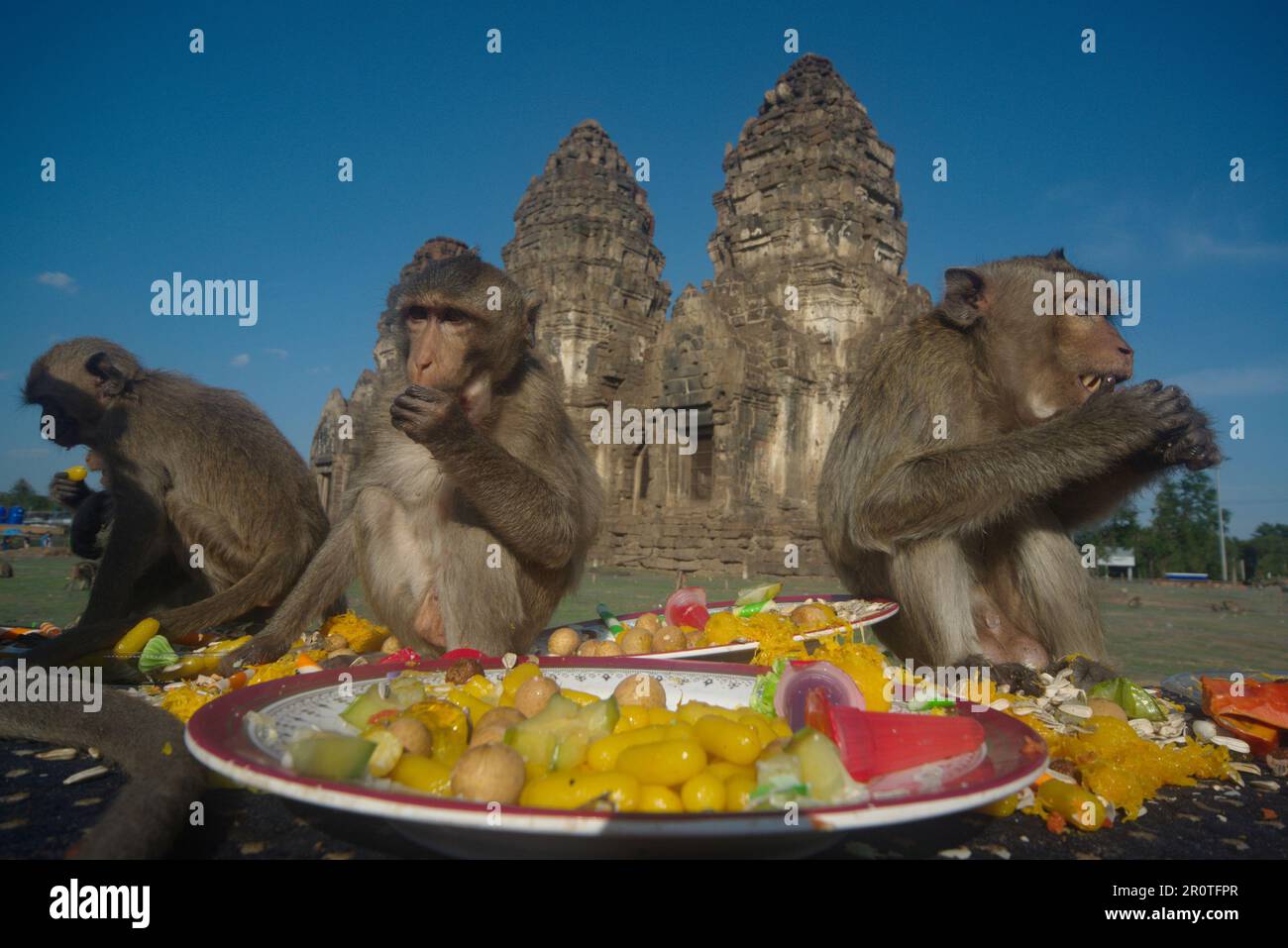 The monkeys enjoy eating many fruits and desserts sweetmeat in Monkey ...