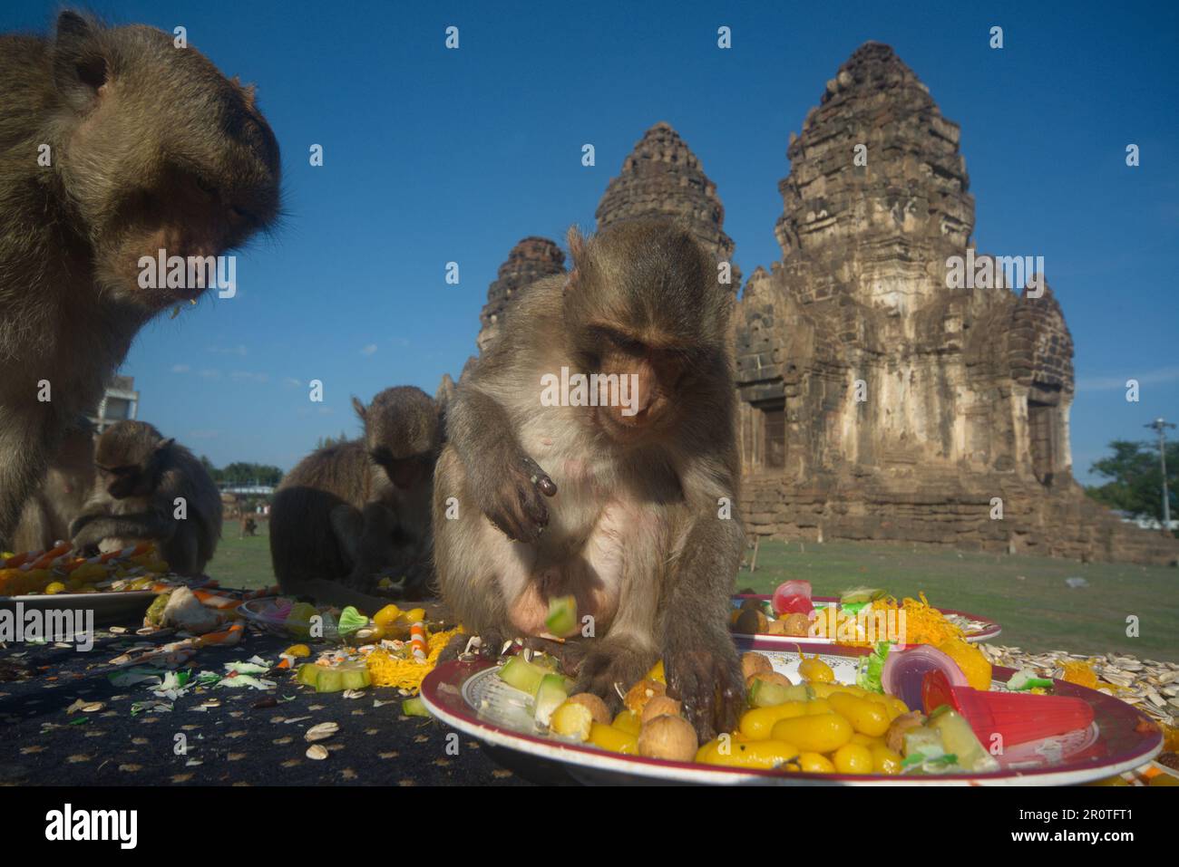 The monkeys enjoy eating many fruits and desserts sweetmeat in Monkey ...