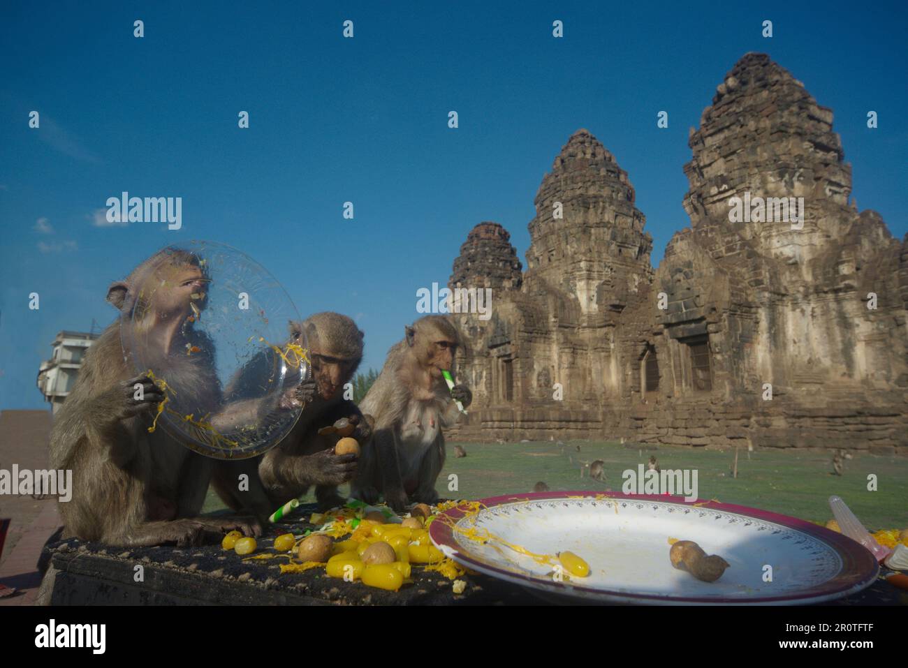 The monkeys enjoy eating many fruits and desserts sweetmeat in Monkey ...