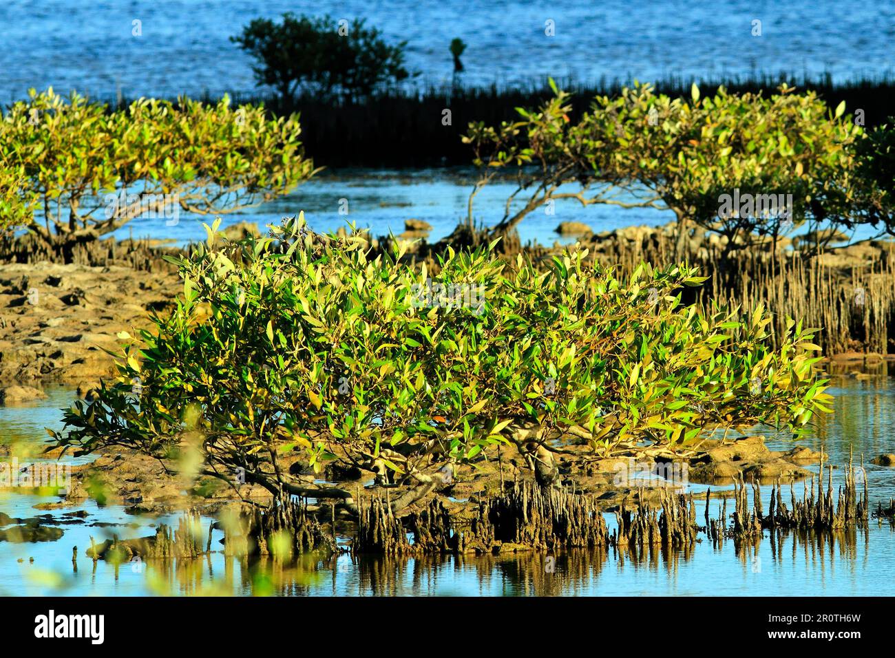 Mangrove trees in water, Cape Range National Park, Northwest Australia ...