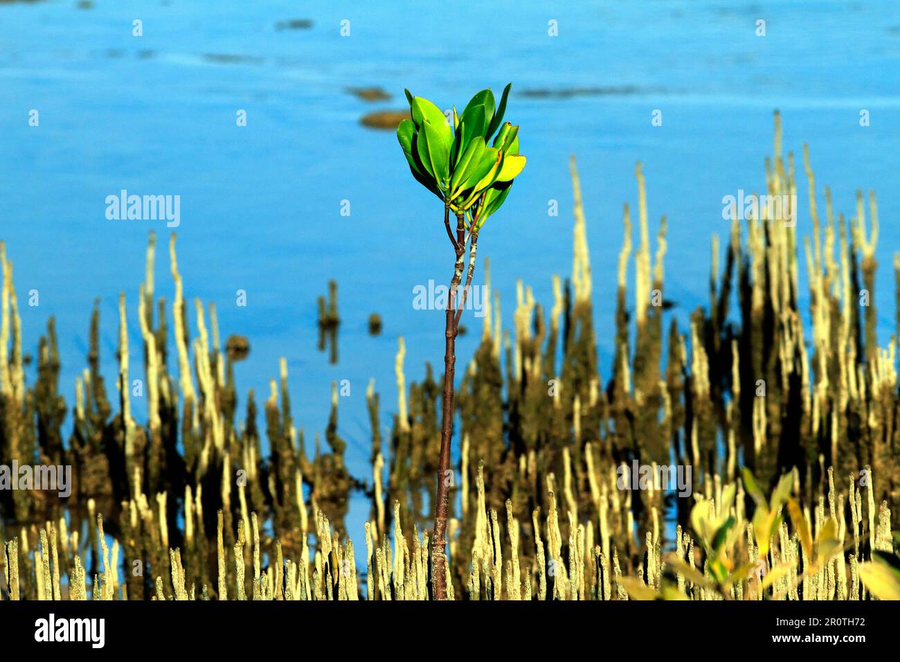 Mangrove tree plant in water, Cape Range National Park, Northwest ...