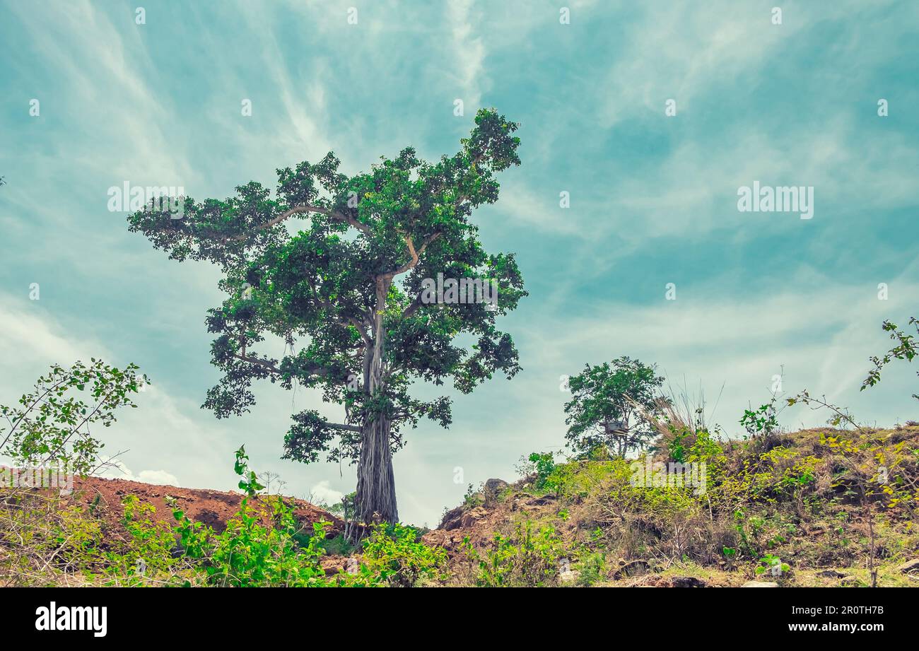Banayan tree hi-res stock photography and images - Alamy