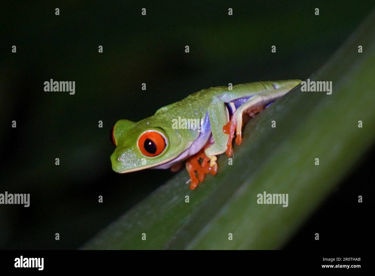 Red-eyed tree frog in Costa Rica. It is native to forests from Central ...