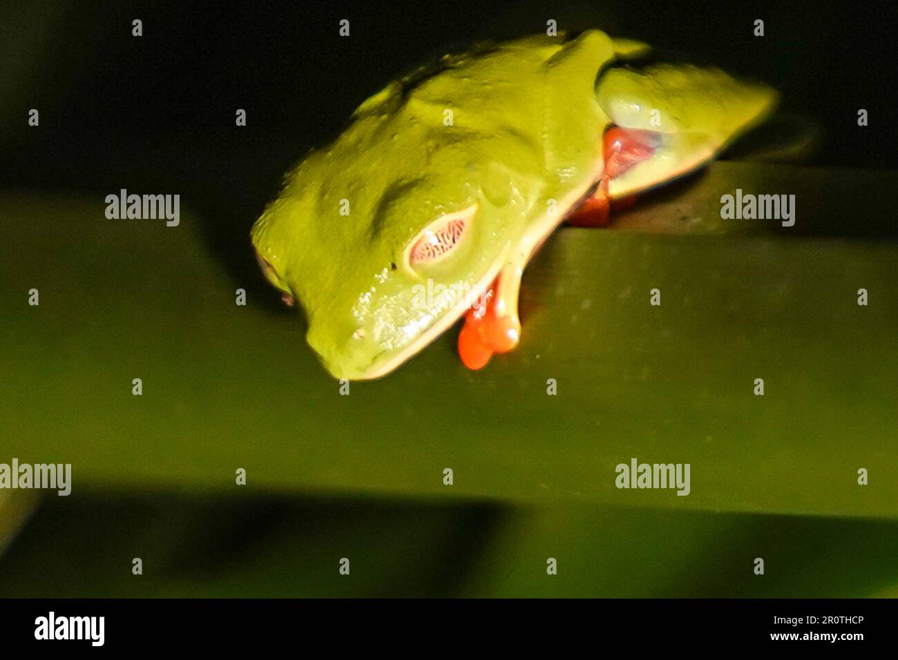Sleeping red-eyed tree frog in Costa Rica. It is native to forests from ...