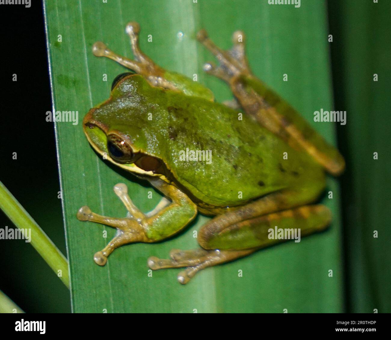 Green tree frog in Costa Rica. The American green tree frog (Dryophytes ...