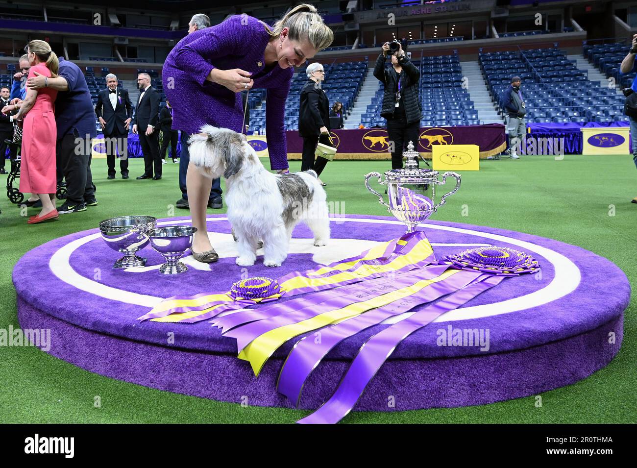 New York, USA. 09th May, 2023. A Petit Basset Griffon Vendeen named ...