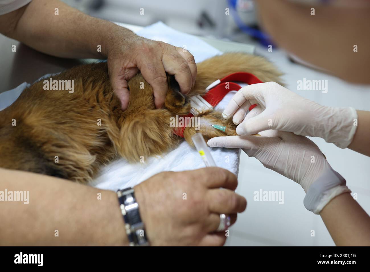 Veterinary blood test cat in hi-res stock photography and images - Alamy