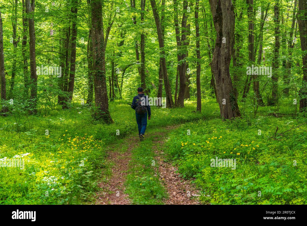 Nature photographer walks along the path in the green spring forest ...