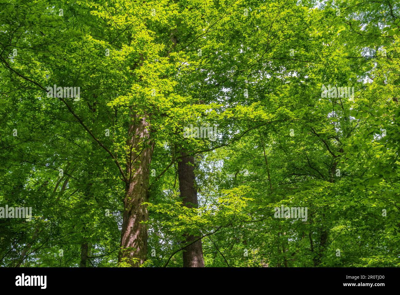 Bright green spring forest landscape Stock Photo - Alamy