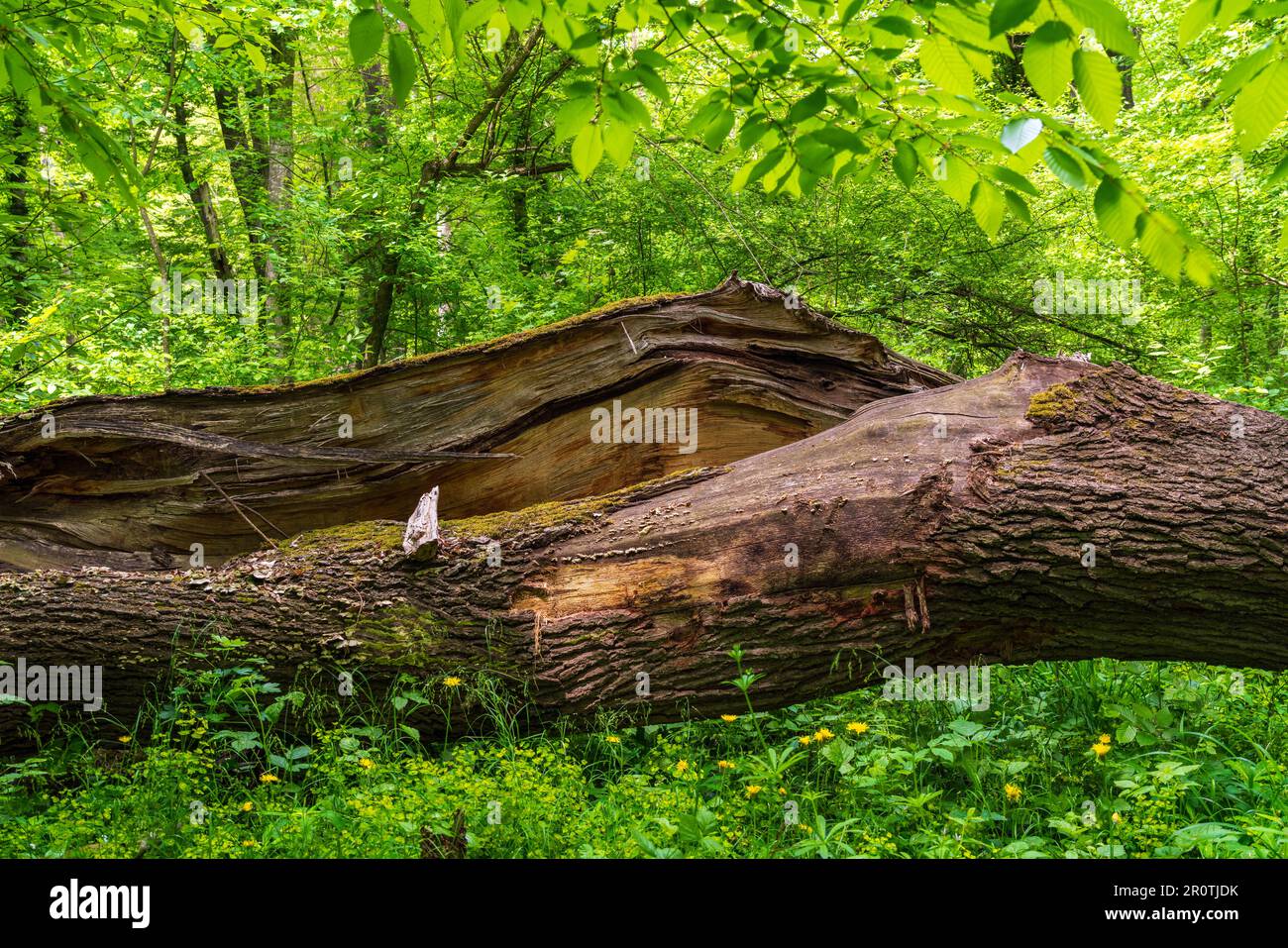 Mixed forest ecosystem hi-res stock photography and images - Alamy