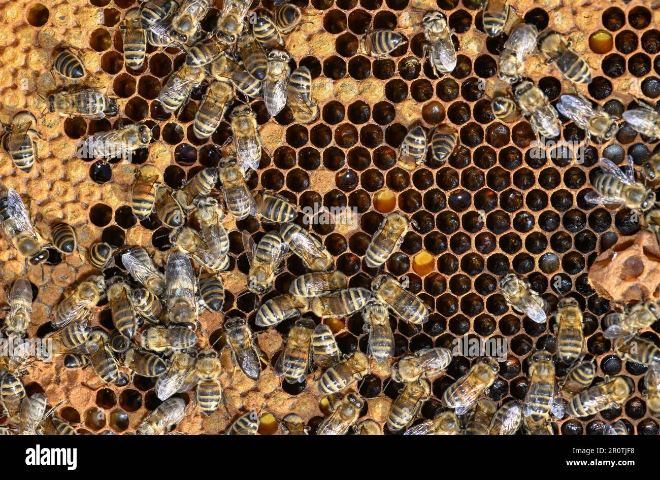 Finding insects hi-res stock photography and images - Alamy