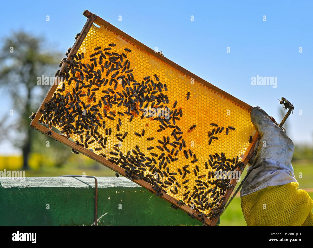 Finding insects hi-res stock photography and images - Alamy
