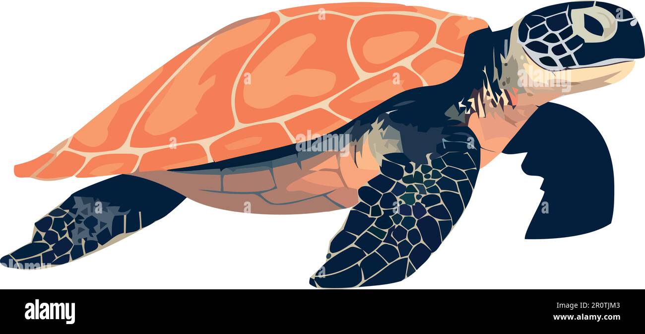 Green turtle species Stock Vector Images - Alamy