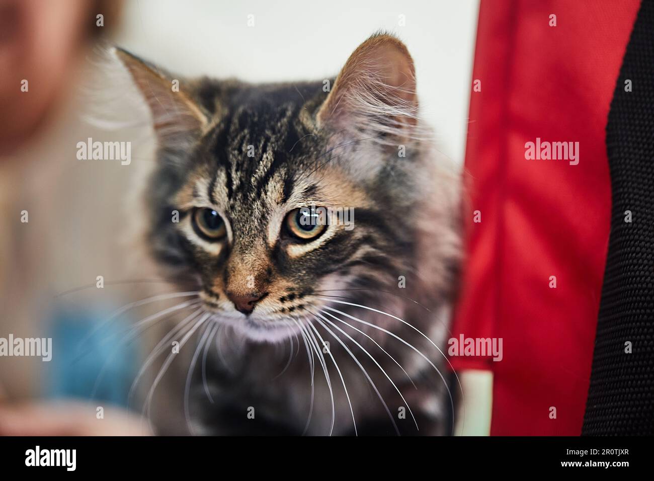 American Bobtails are affectionate and incredibly intelligent cats ...