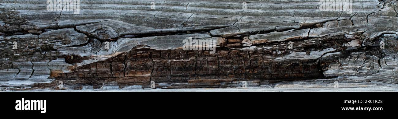 panorama of rotting wooden beam missing large chunk, wood board that is ...
