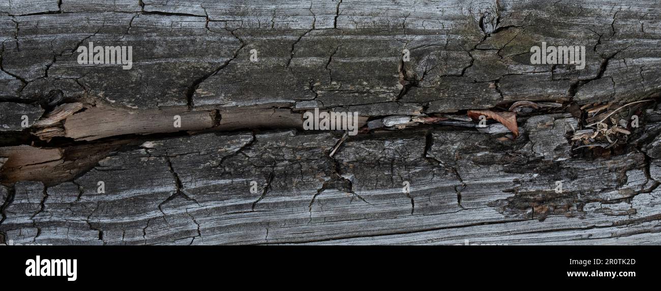 Decaying wood texture hi-res stock photography and images - Alamy