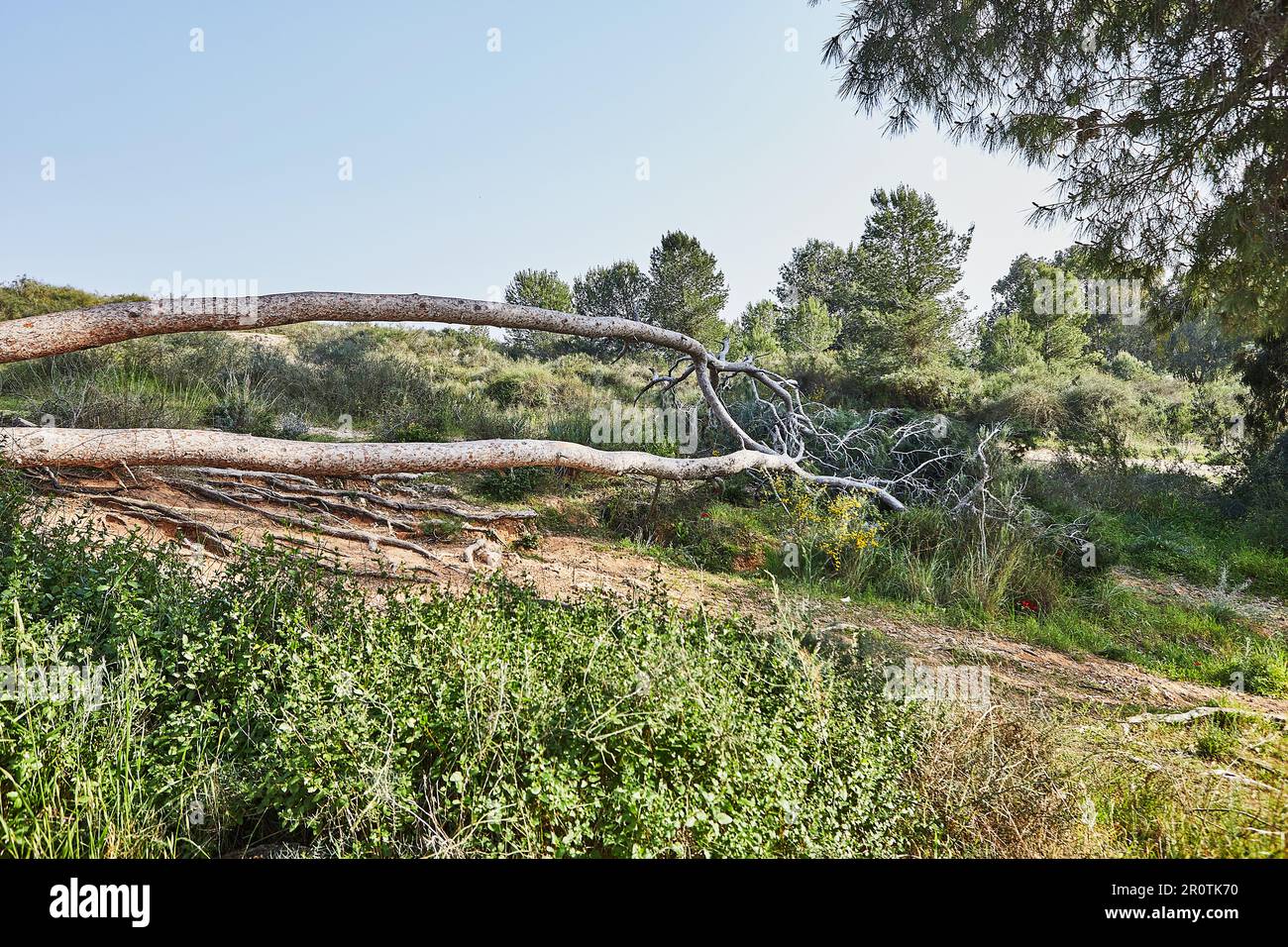 Roots hurricane felled tree hi-res stock photography and images - Alamy
