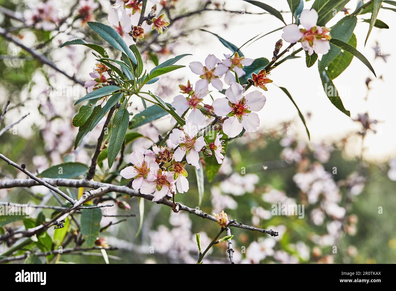 Almond flowers closeup. Flowering branches of an almond tree in an ...