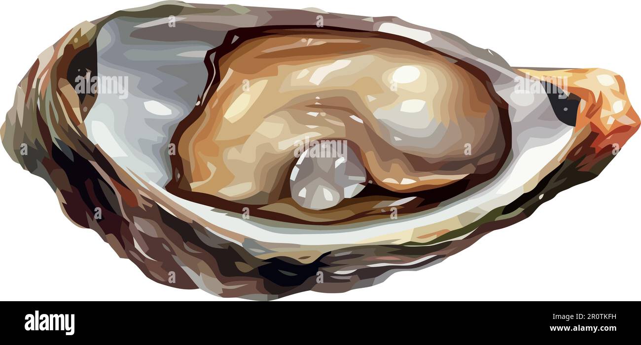 Fresh oyster vector illustration Stock Vector Image & Art - Alamy