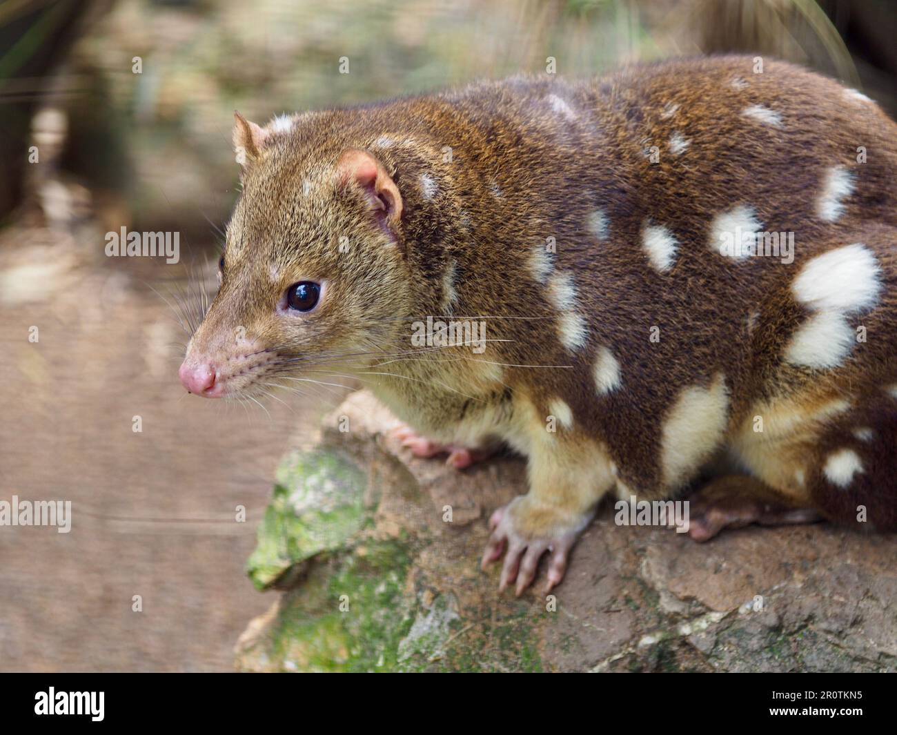 Marvellous awesome Spotted-tailed Quoll in outstanding beauty Stock ...