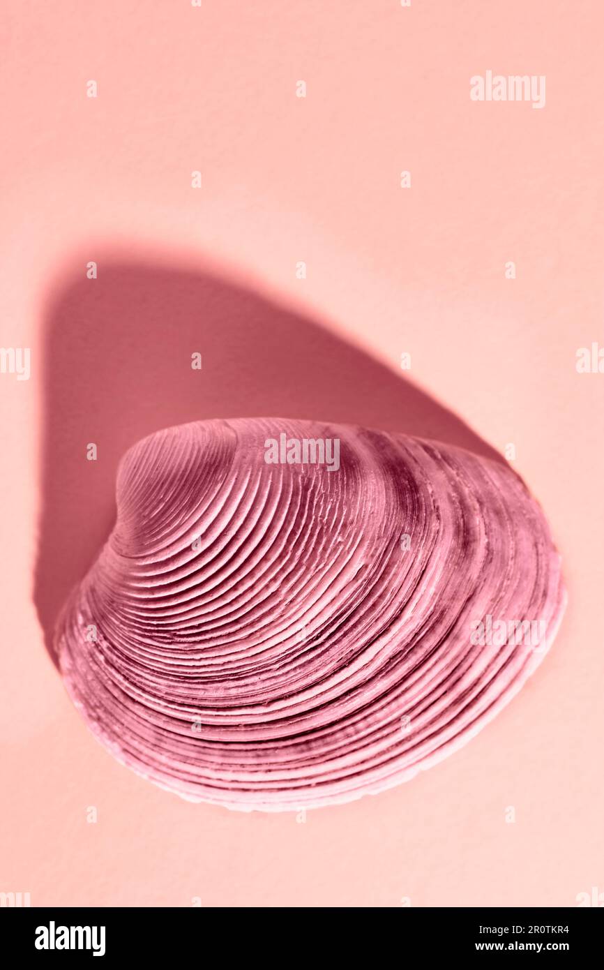 Seashell red hi-res stock photography and images - Alamy