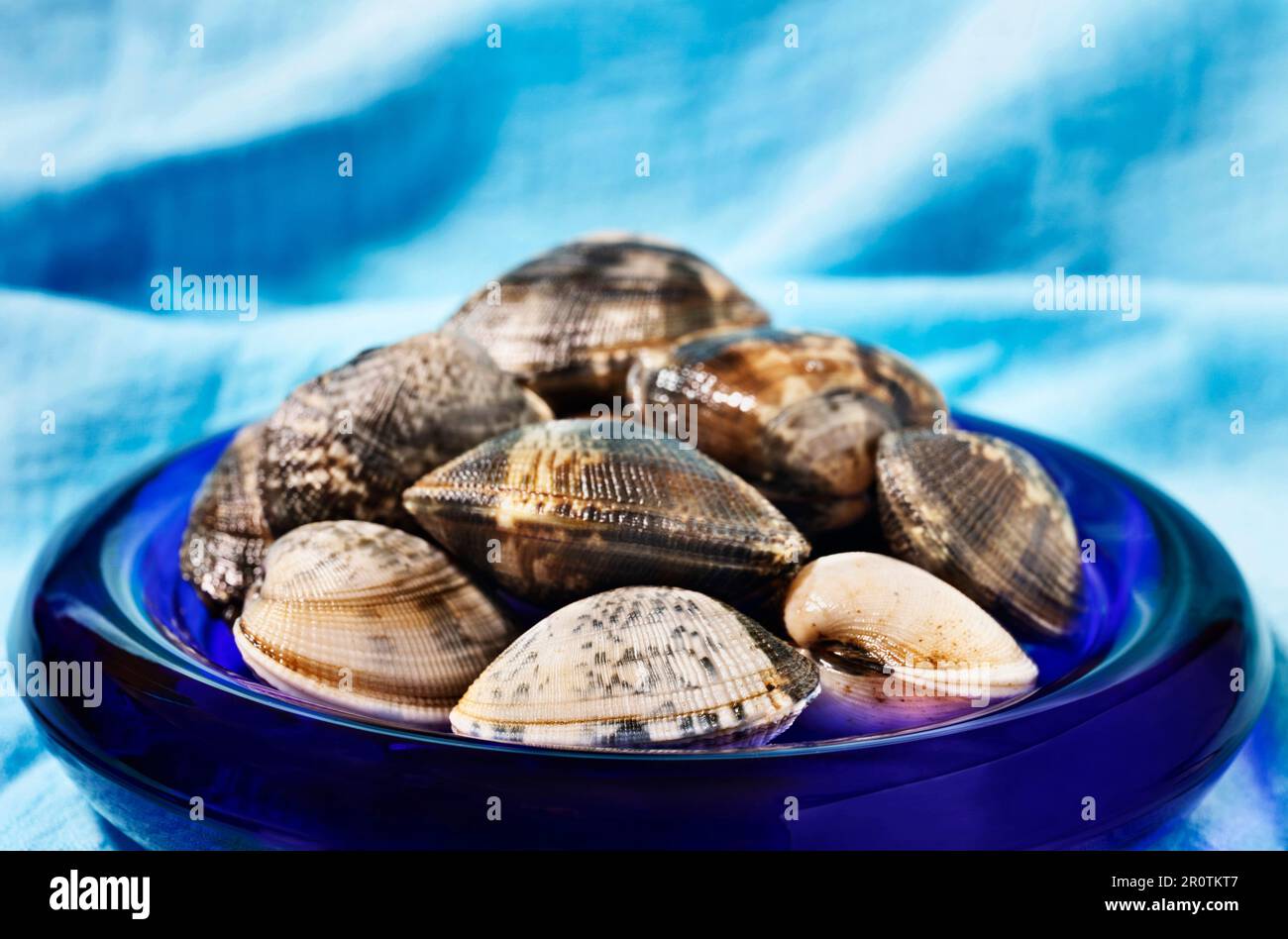 Mollusc fish hi-res stock photography and images - Alamy