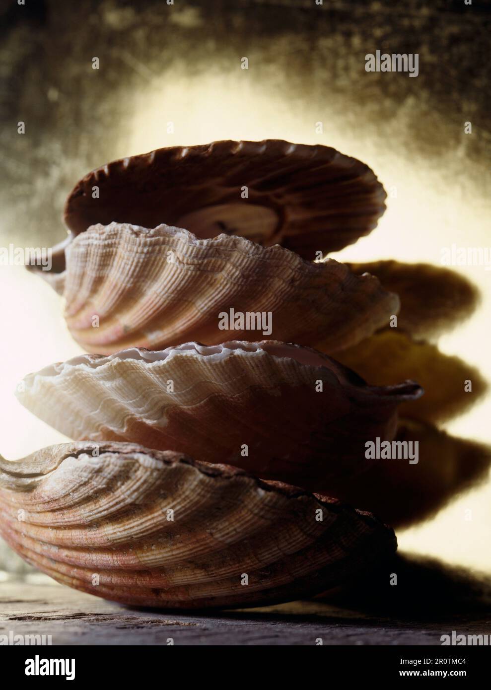 Scallop closed hi-res stock photography and images - Alamy