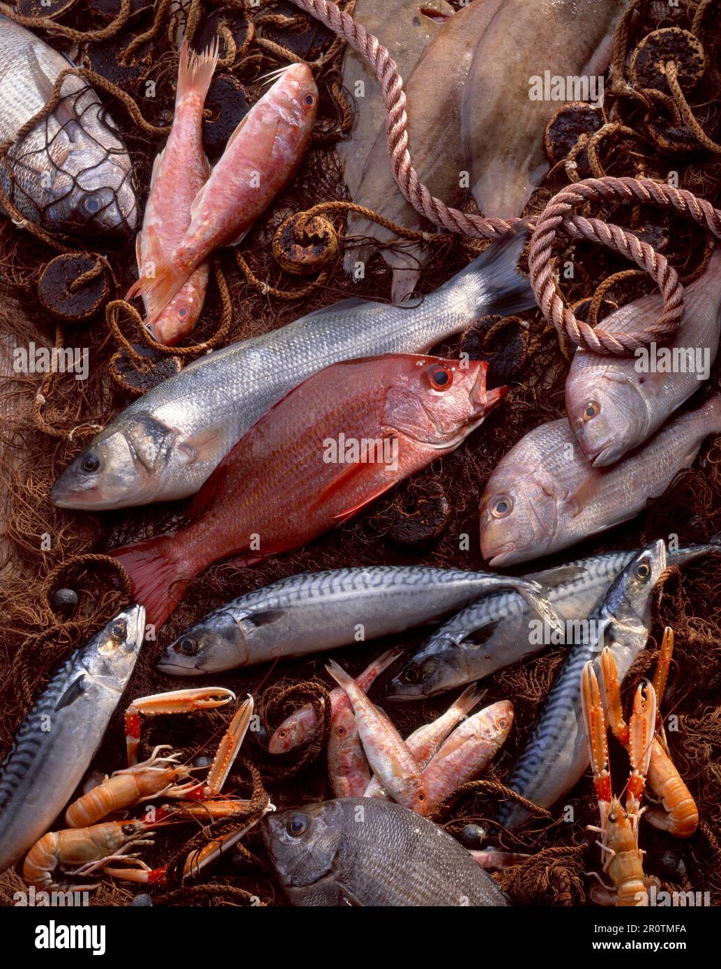 Snoek fish hi-res stock photography and images - Alamy