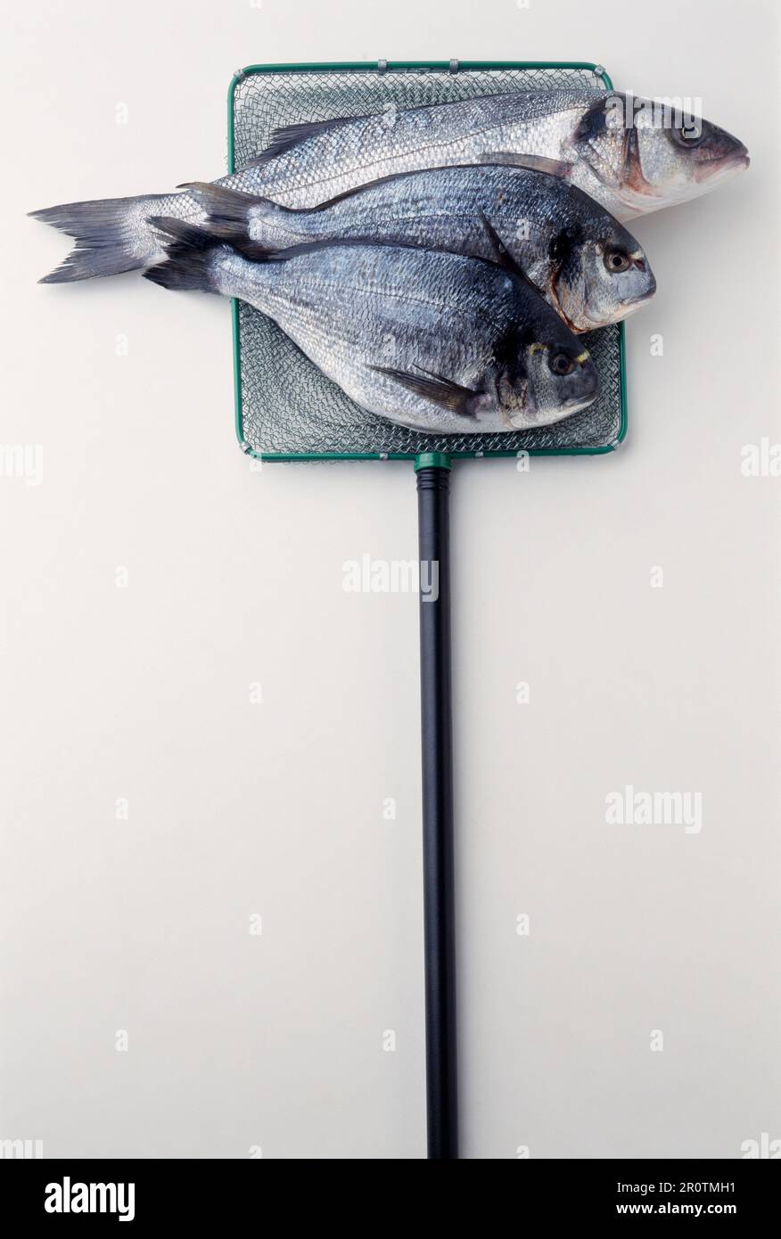 Sea bream and Bass Stock Photo - Alamy