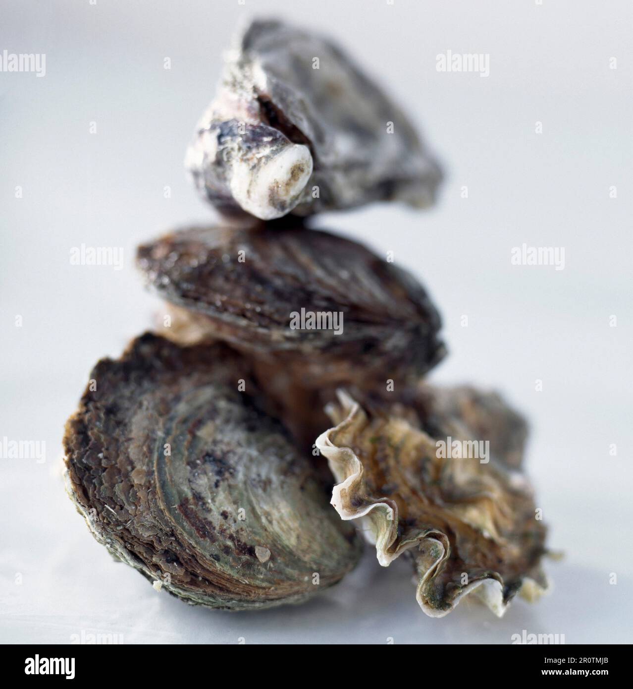 Pacific rock oyster hi-res stock photography and images - Alamy